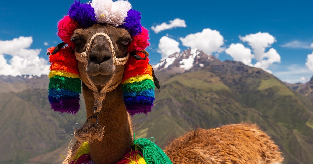 Private From Cusco| Alpaca Therapy + Creative Craftsmanship | GetYourGuide