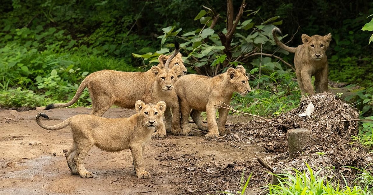 Gujarat: Devalia Park ( Devaliya ) Guided Jeep Safari | GetYourGuide