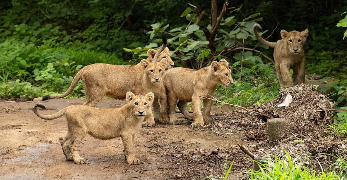 Gujarat : Safari guidé en jeep dans le parc de Devalia ( Devaliya ...