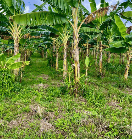 Martinique : Visit a banana plantation by train | GetYourGuide