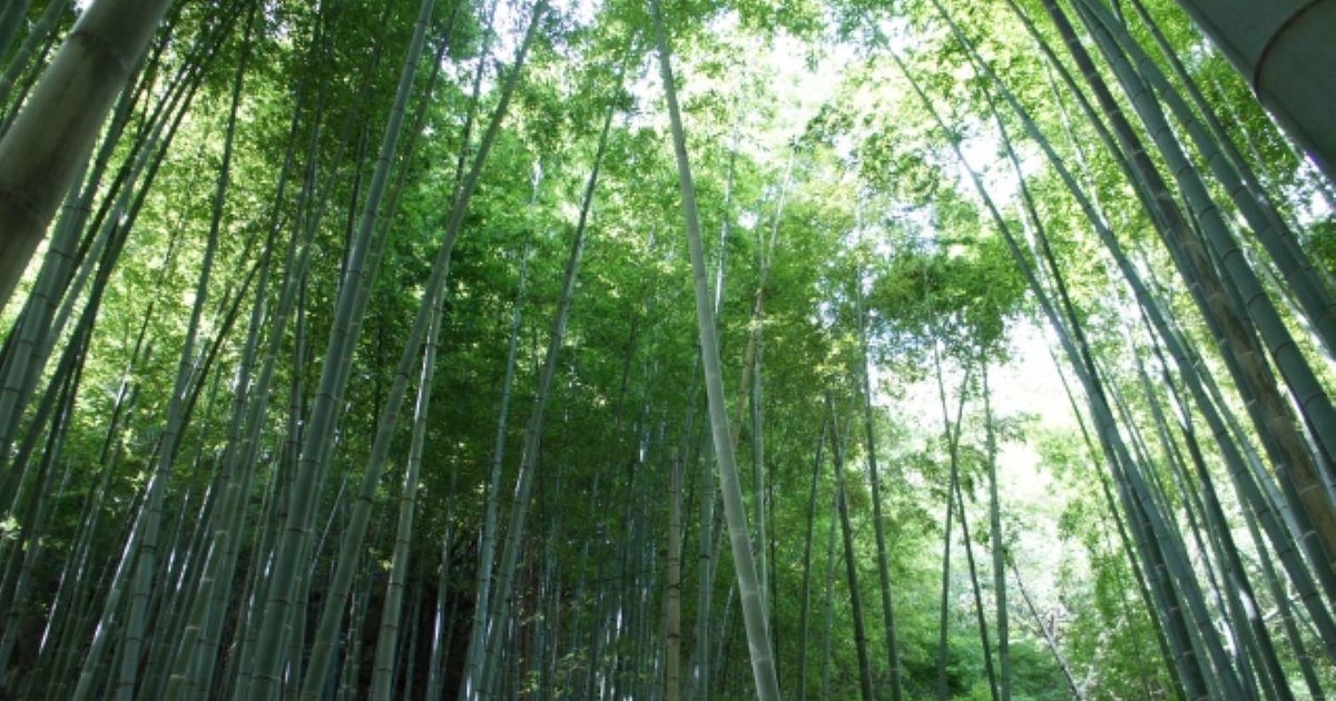 Kyoto: 2nd June Experience in Bamboo Forests & Workshop | GetYourGuide