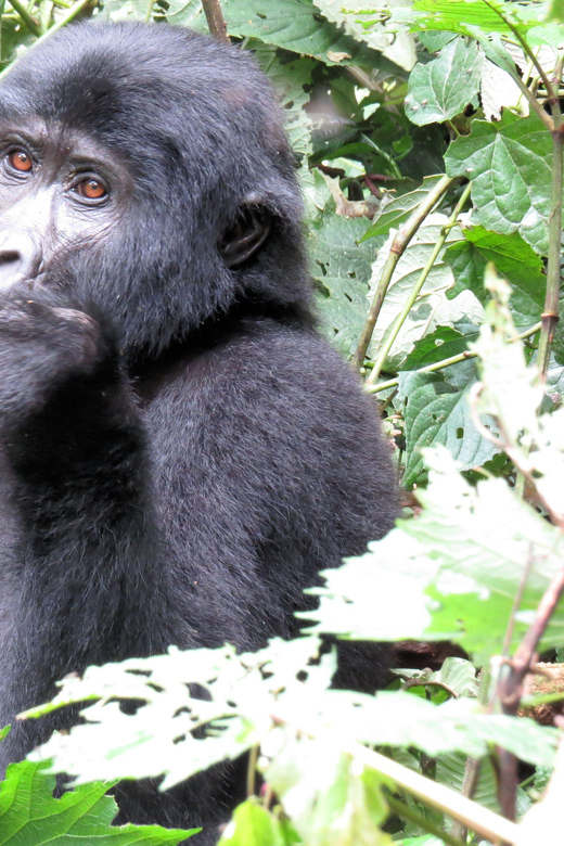 Uganda: 8-Day Big Five, Golden Monkey, Gorillas & Chimps | GetYourGuide