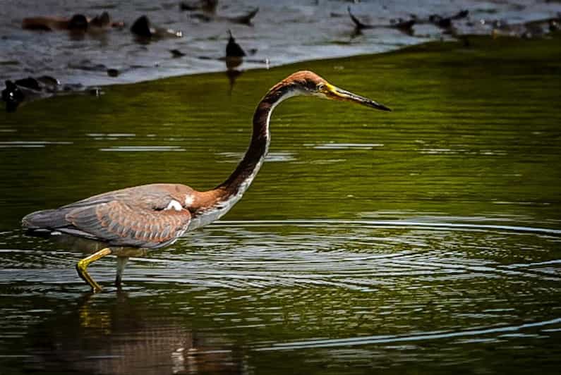 Costa Rica Mangrove Tour: Terraba National Wetlands - Uvita | GetYourGuide