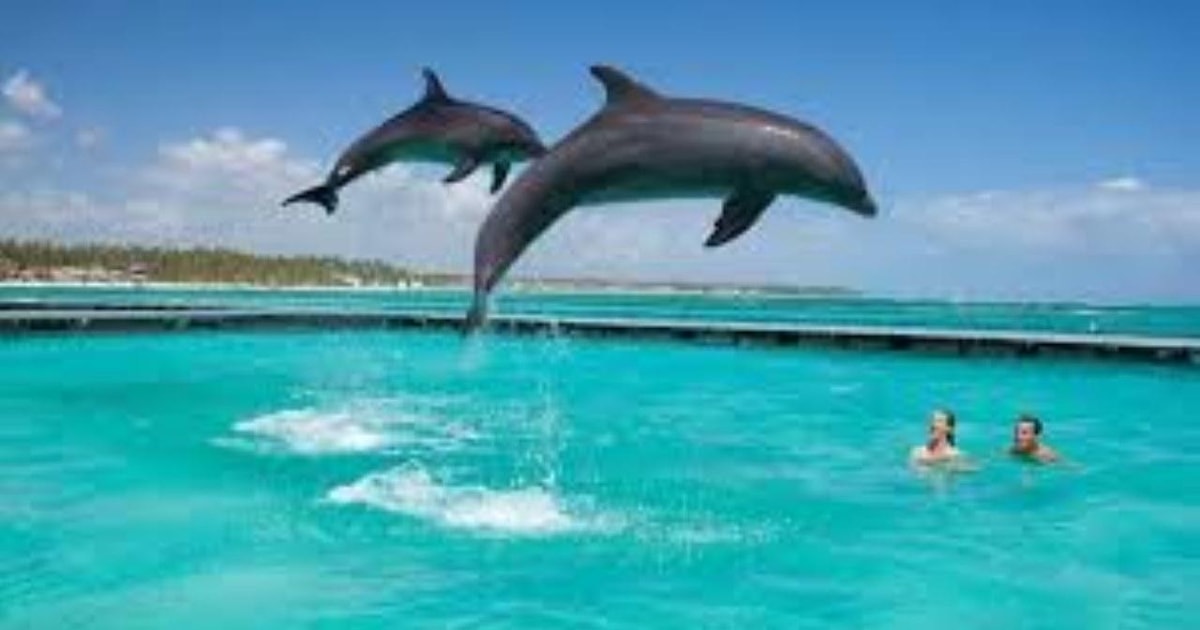 Zanzíbar: Visita al Acuario para nadar con delfines y tortugas ...
