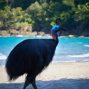 Tour 1 - Aboriginal Cassowary Adventure & Waterfalls Tour | GetYourGuide