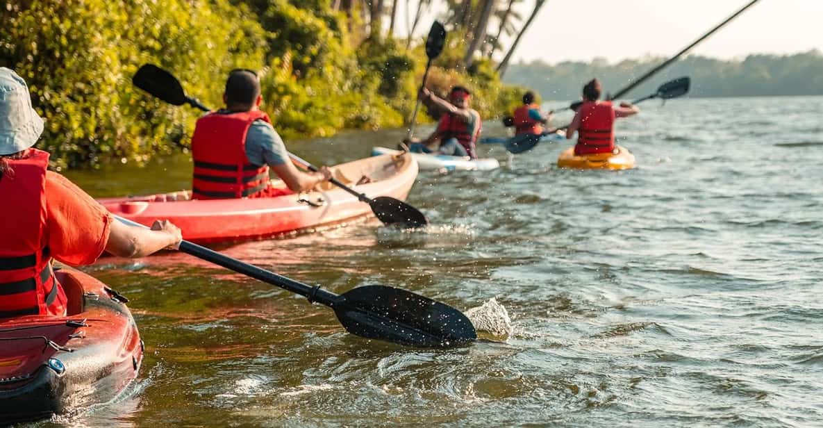 Baga: Mangrove Forest Kayaking | GetYourGuide