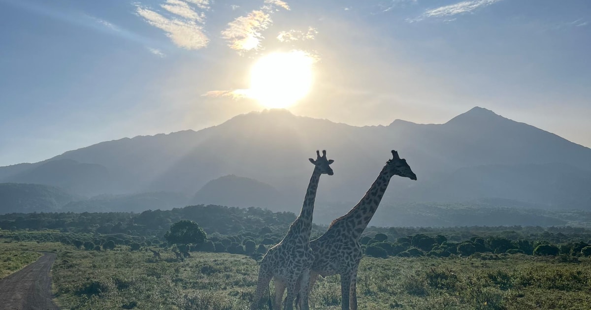 Un día en el Parque Nacional de Arusha - Excursión de un día | GetYourGuide
