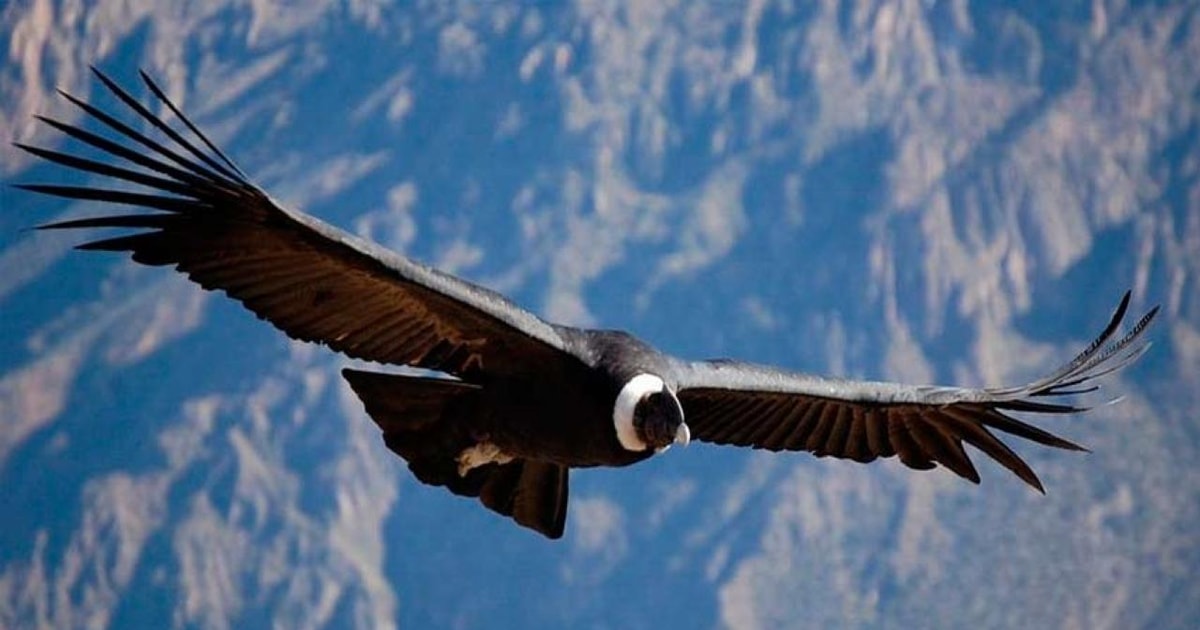 Excursión a Querulpa y Chancaray | GetYourGuide