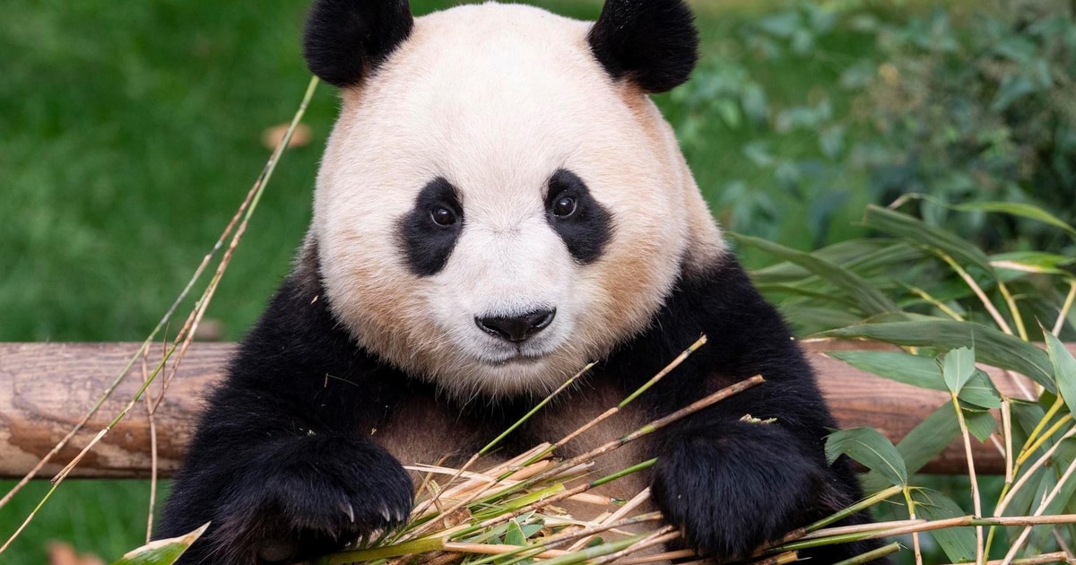 Beijing: Beijing Zoo with Panda House Entry Ticket | GetYourGuide