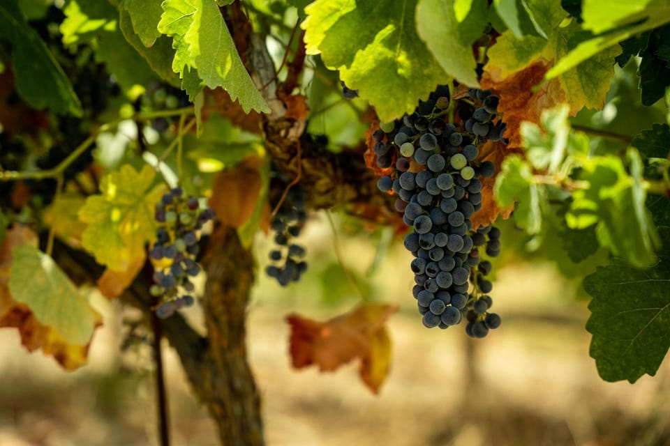 Kefalonia Highlights Robola Winery, Melissani & Fiscardo | GetYourGuide