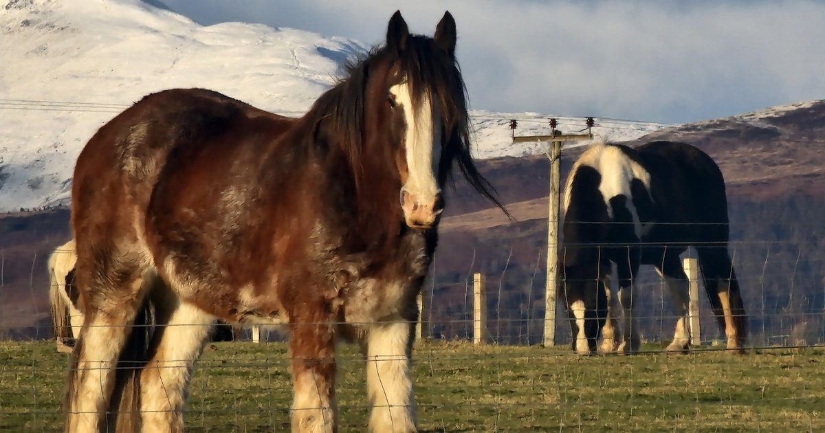 Stirling: Harmony Fields Animal Sanctuary Guided Tour | GetYourGuide