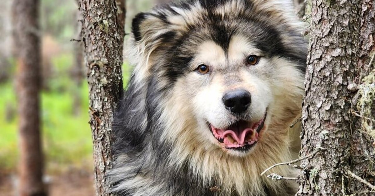 Fairbanks Aventura estival con perros de trineo en Alaska | GetYourGuide