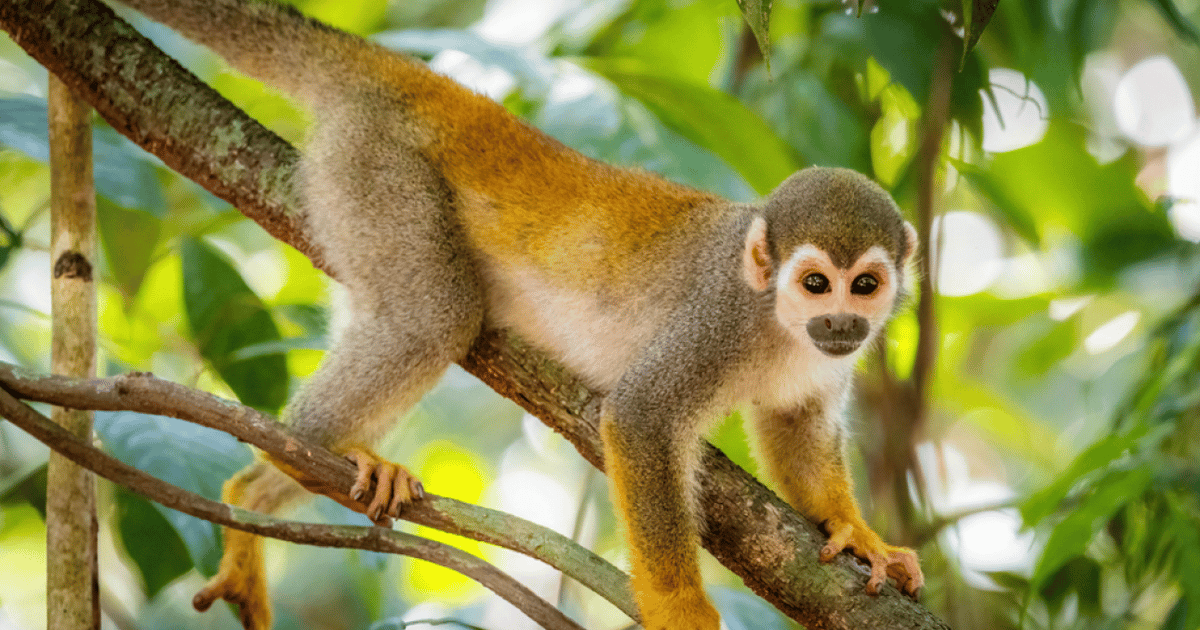 Manu Rainforest Tour 6 Days | GetYourGuide