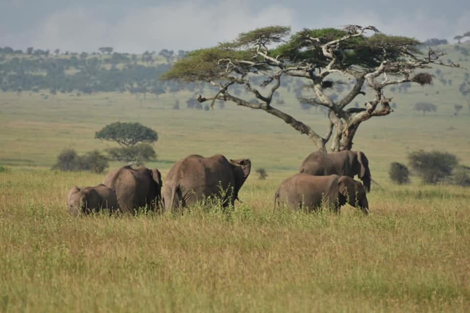 2 Días Parque Nacional de Mikumi | GetYourGuide