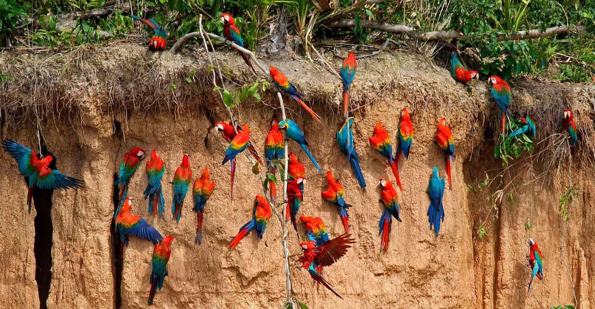 Excursión Tambopata 5D/4N, Collpa de Loros - Isla de los Monos ...