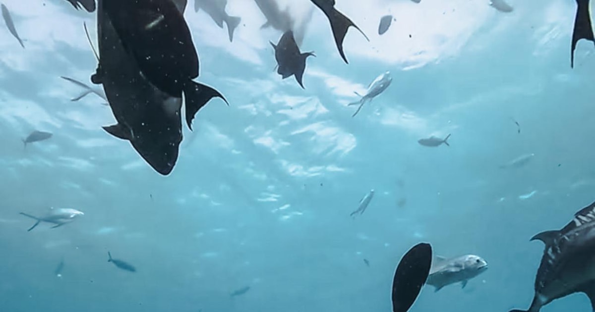 Tiger shark Dive Experience | GetYourGuide