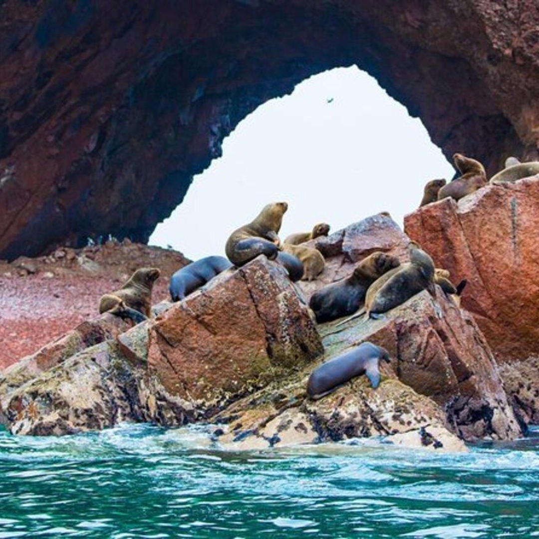 Ballestas Islands: Wildlife and Paracas Sea Marine Safari | GetYourGuide