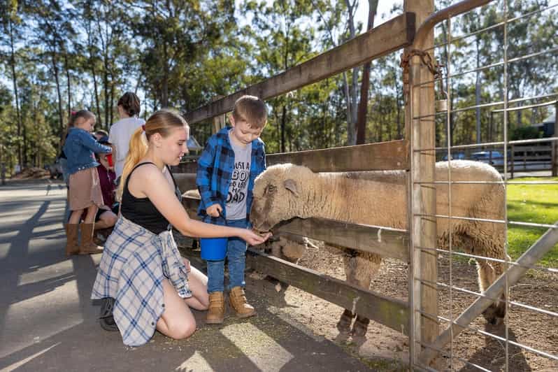 From Brisbane: White Ridge Farm - Animal Farm Tour | GetYourGuide