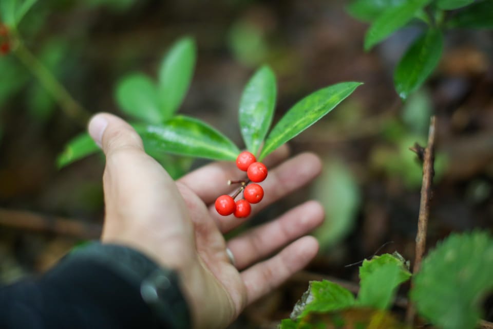 Hiroshima: Subida al monte Omine y vista panorámica con café | GetYourGuide