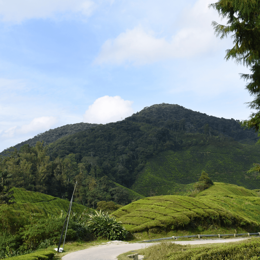 Kuala Lumpur: Tour delle Cameron Highlands e delle Batu Caves ...