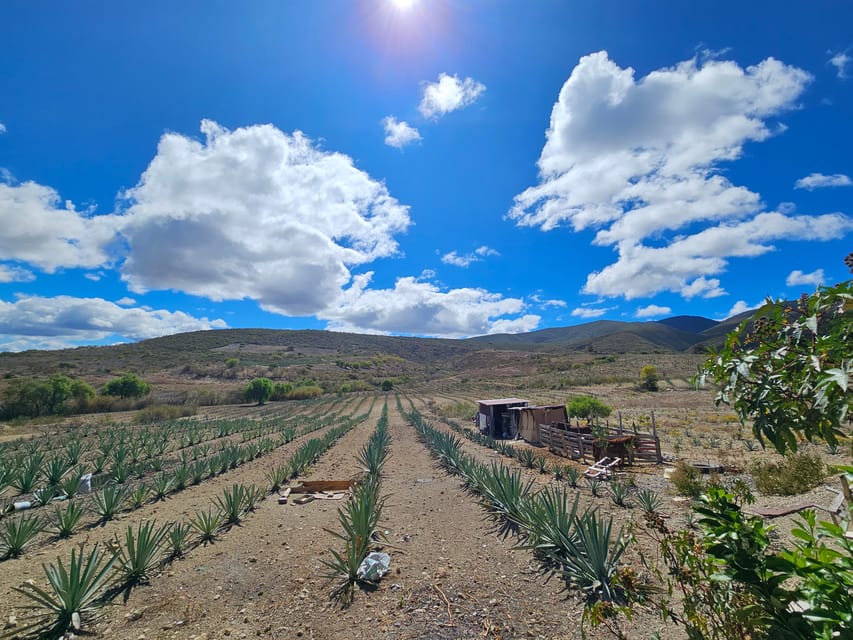 Mezcal Day Premium Family Distilleries Tour with Lunch | GetYourGuide