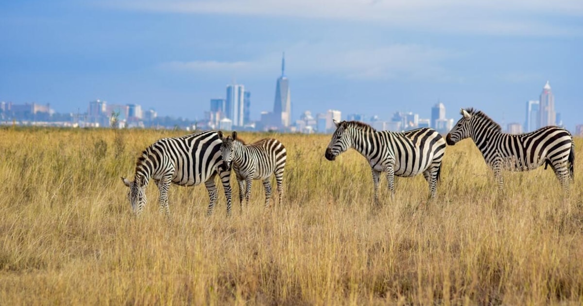 Nairobi: National Park Layover Tour with airport transfers. | GetYourGuide