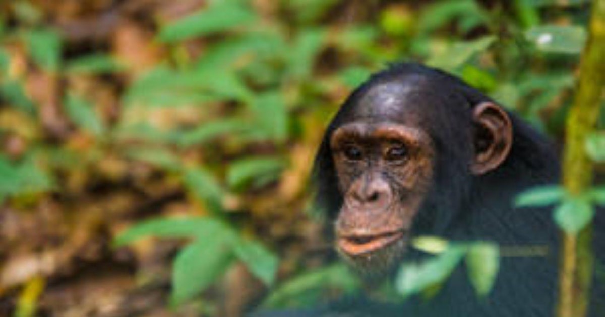Uganda: 6-Day Big Five Tour Adventure & Chimpanzee Tracking | GetYourGuide