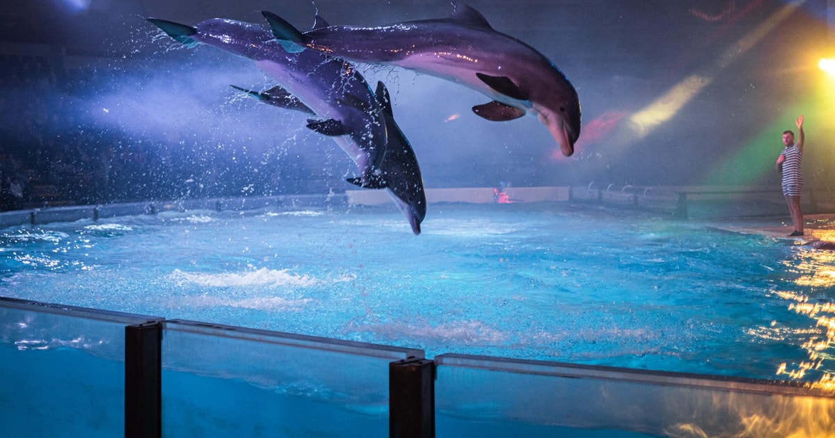 Bruges: Dolphin presentation, ice rink and indoor playground | GetYourGuide