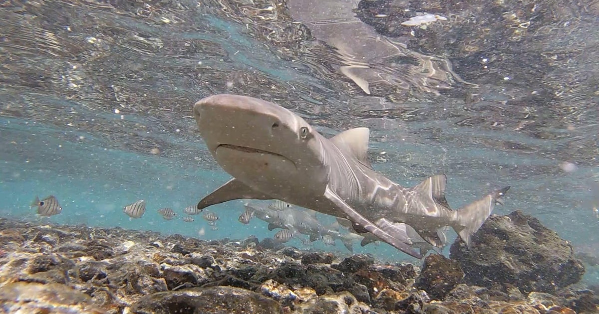 Sal: Secrets of a Native Guide All-Inclusive Tour | GetYourGuide