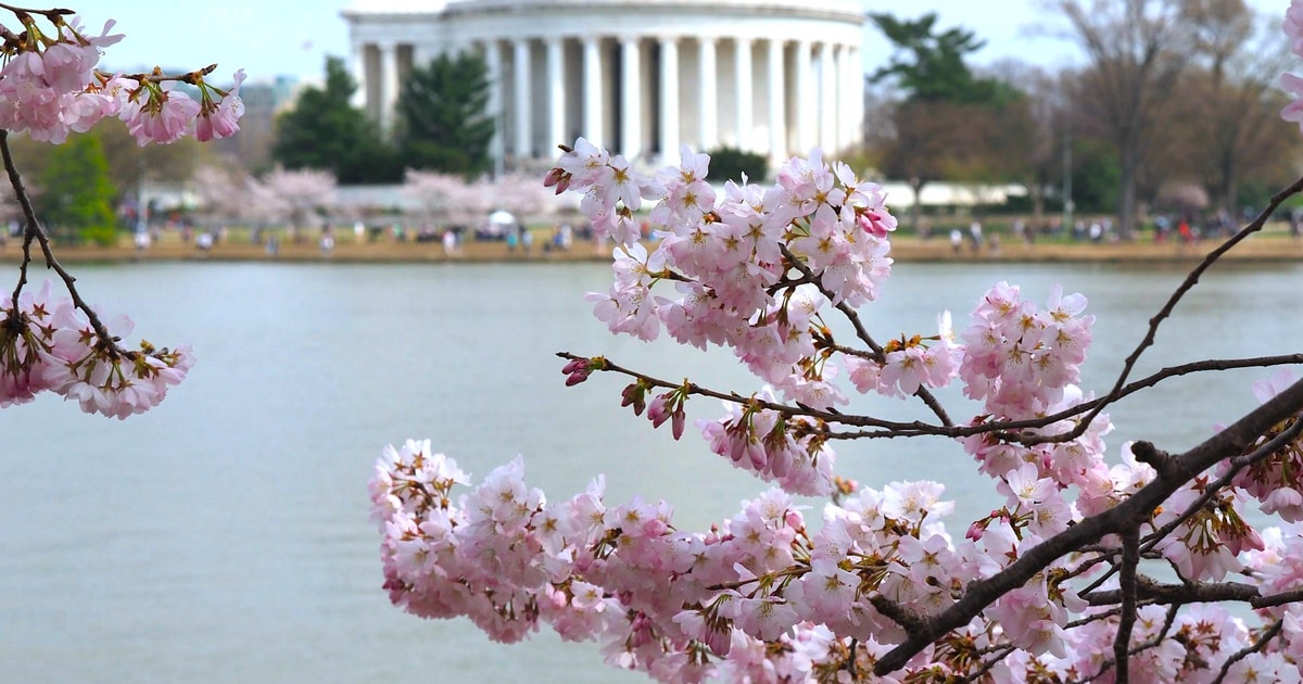 DC Cherry Blossom & Monuments Tour with Seasonal Boat Cruise | GetYourGuide