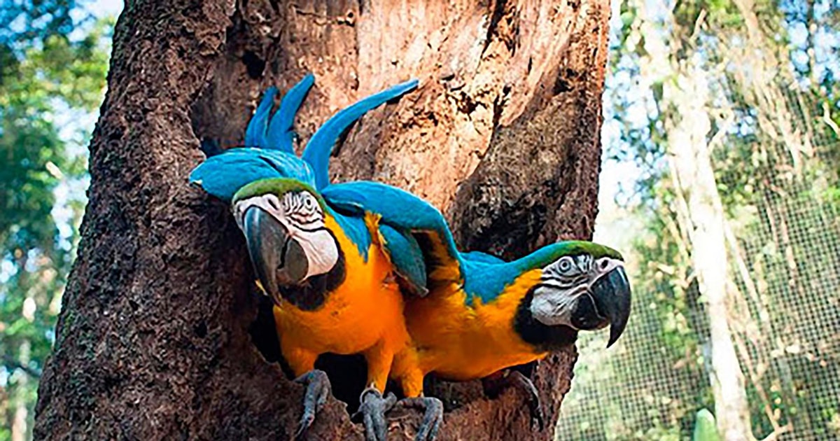 Entdecke den Vogelpark mit einem Führer | GetYourGuide