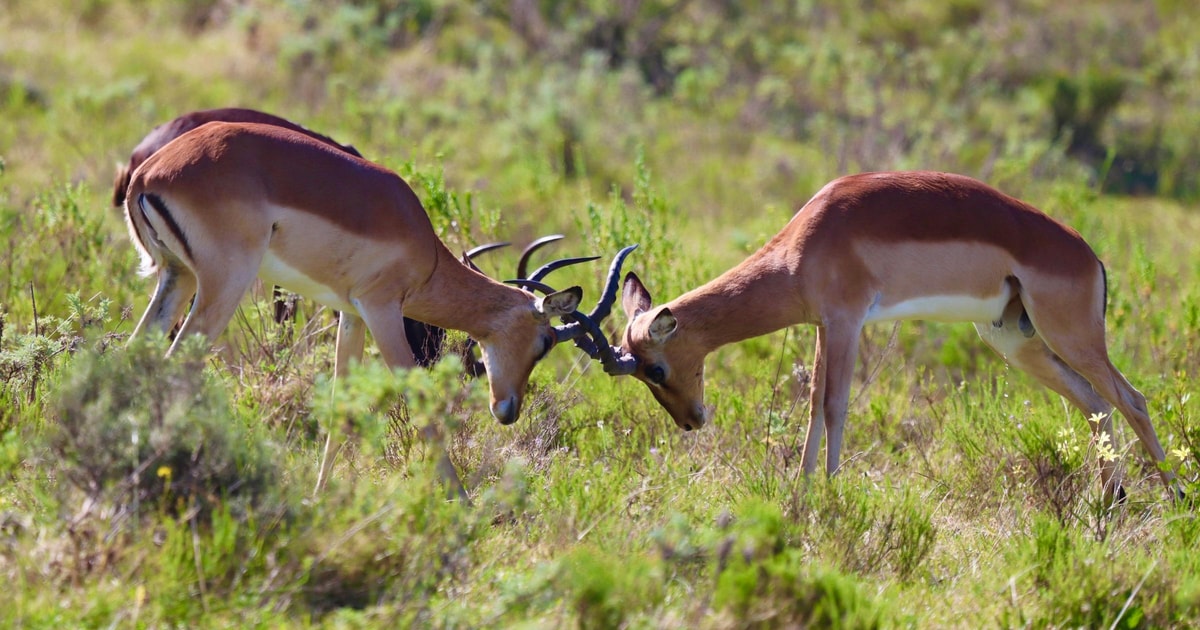 4-dages Garden Route-oplevelse | GetYourGuide