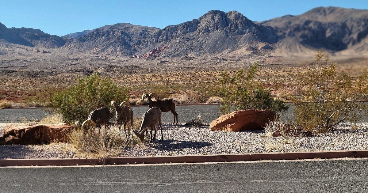 Las Vegas: Valley of Fire Guided Hiking Day Trip | GetYourGuide