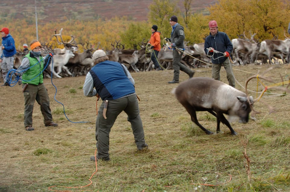 Lapland: A day on the trail of the Sami indigenous people | GetYourGuide