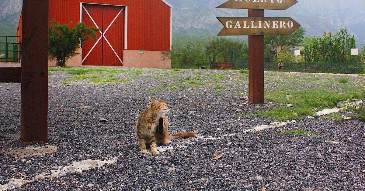 Monterrey: Zoological Adventure at Xenpal | GetYourGuide