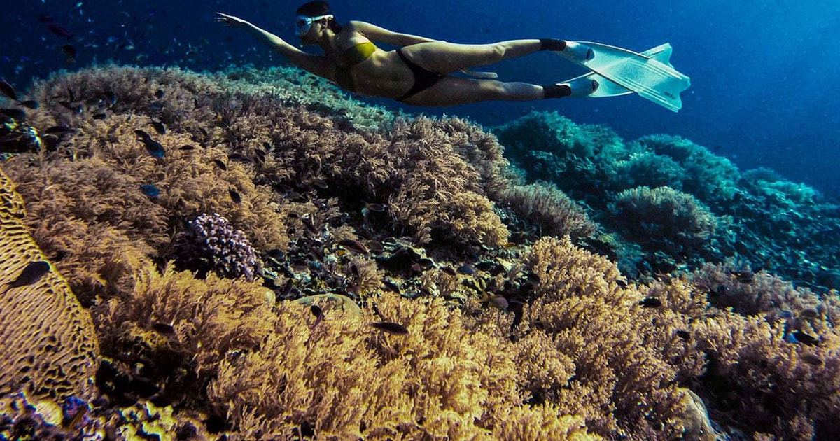 Panglao: Napaling Reef and Sardines Freediving Experience | GetYourGuide