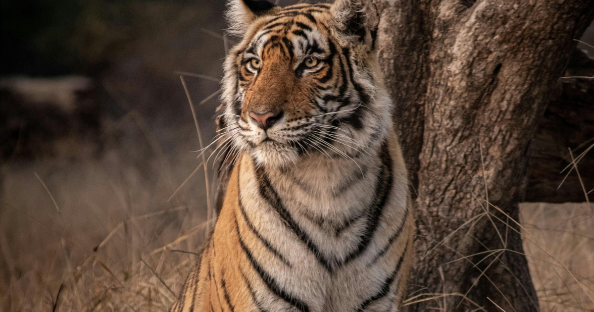 Delhi: Sariska Tiger Reserve Safari Day Trip with Lunch | GetYourGuide