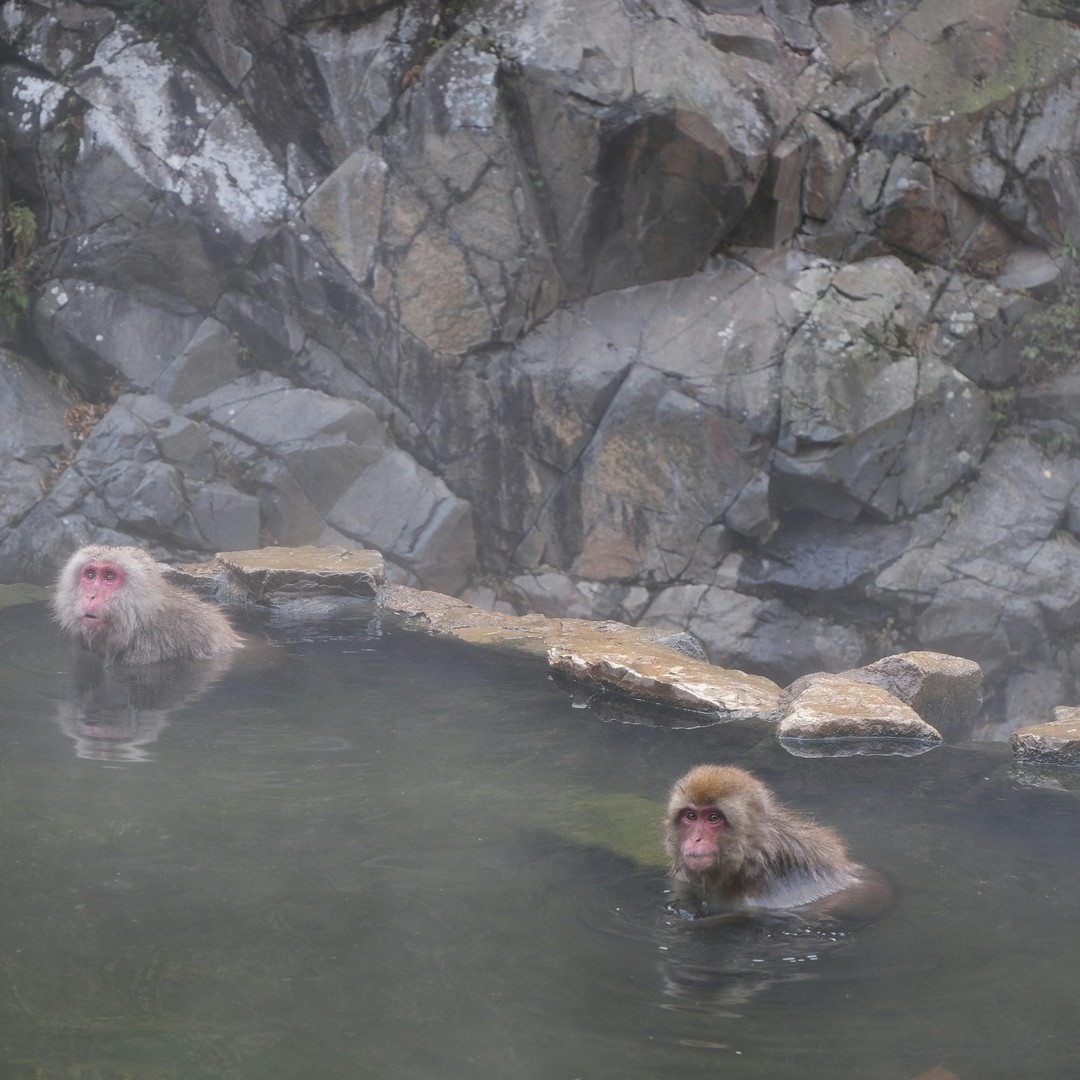 From Tokyo:Nagano Snow Monkeys Park & Hot Springs Experience | GetYourGuide