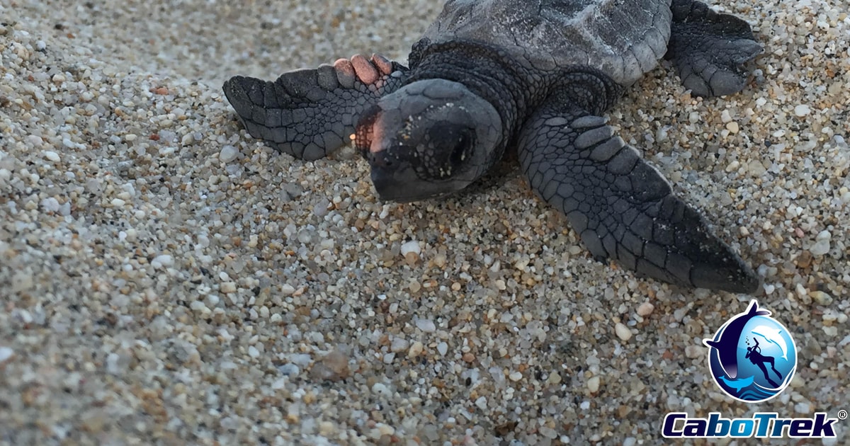 Cabo San Lucas: Baby schildpad loslaten | GetYourGuide