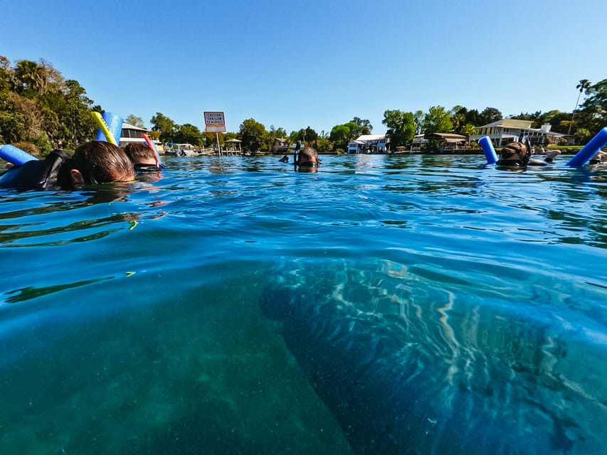 Crystal River: VIP Manatee Swim w/ In-water Photographer | GetYourGuide