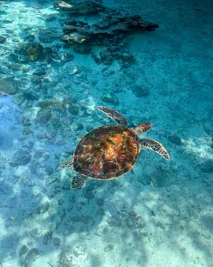 Zanzibar: Kizimkazi Village Turtle Cave Swimming Tour | GetYourGuide