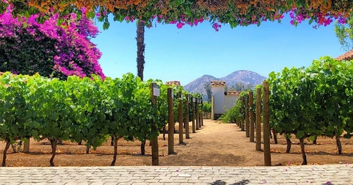 Santa Rita Premium Winery Tour with Private Transport | GetYourGuide