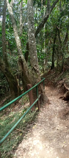 Karura forest: A walking tour into Nairobi's Nature Oasis | GetYourGuide