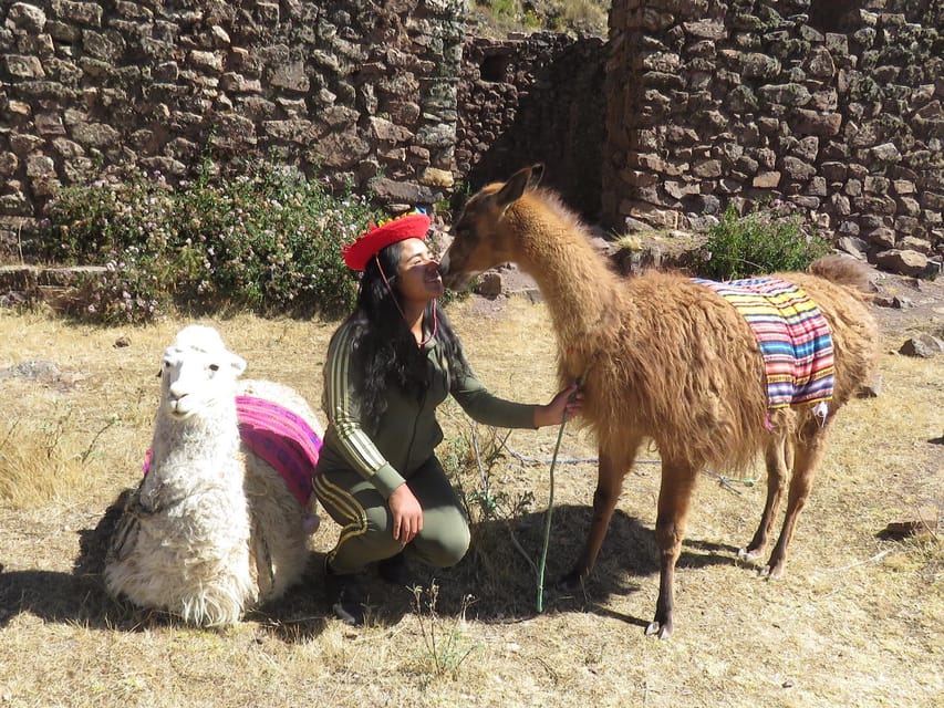 Cusco: Alpaca Therapy - Connect with your inner self | GetYourGuide