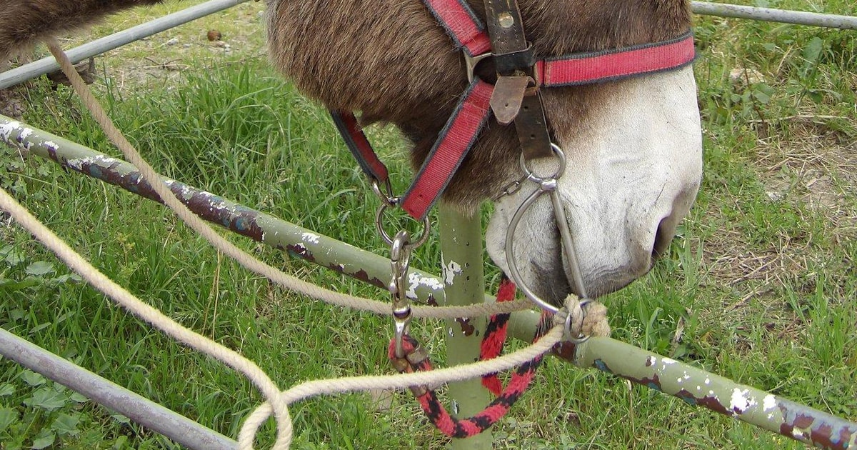 Donkey Riding - Coastline Ride | GetYourGuide