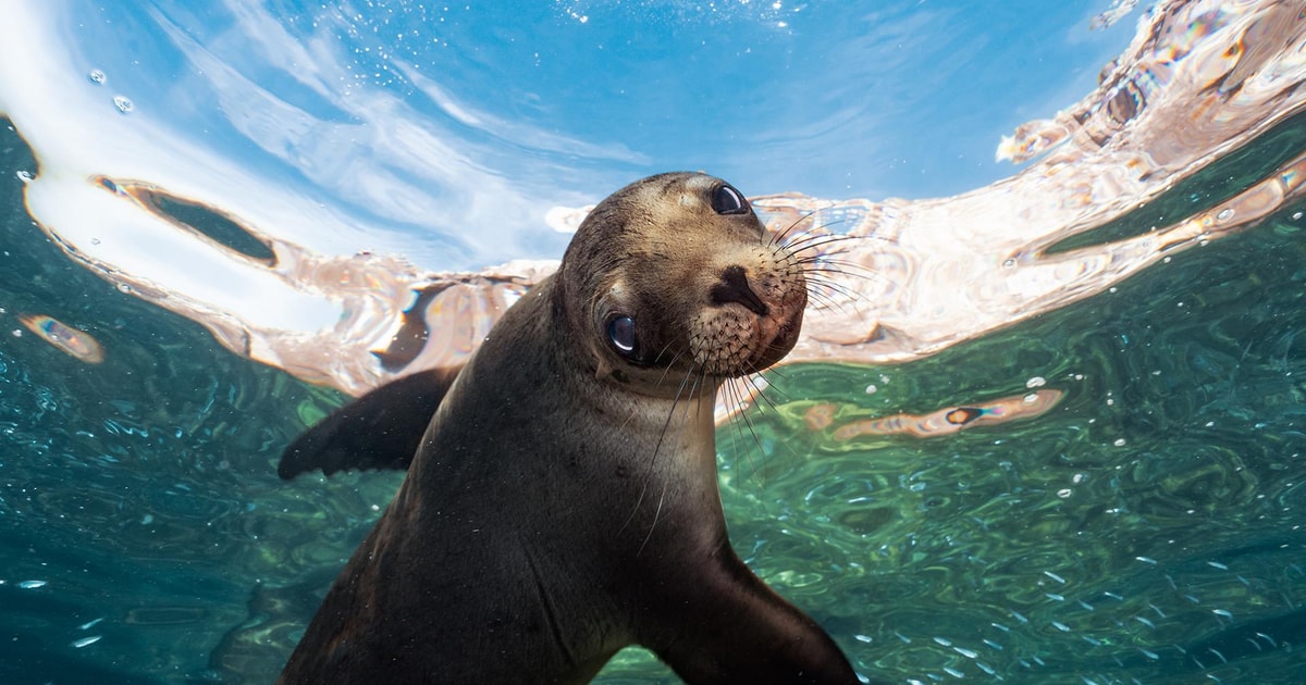 エスピリトゥサント島: シュノーケリング アシカ アドベンチャー | GetYourGuide