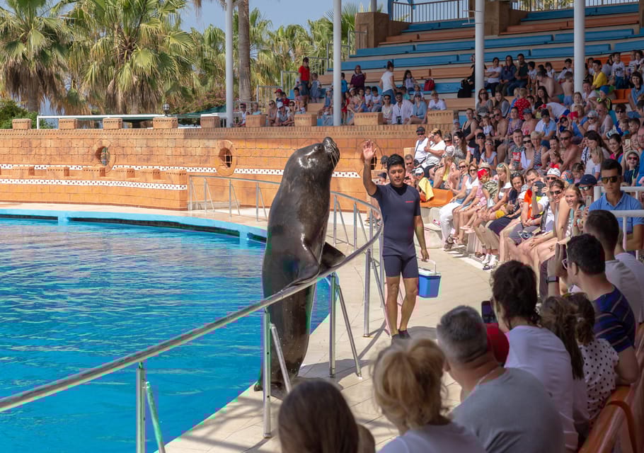 Desde Ciudad de Side/Alanya: Espectáculo de Delfines de Sealanya con ...
