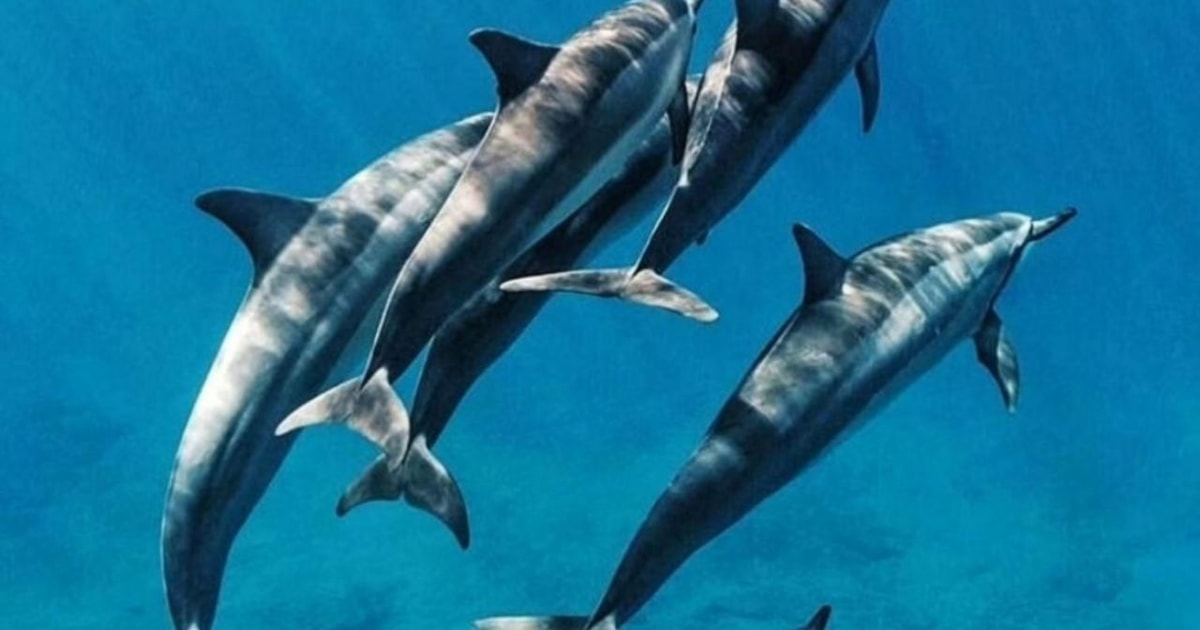 Zanzibar: Mnemba Snorkeling, delfini e avventura a cavallo | GetYourGuide