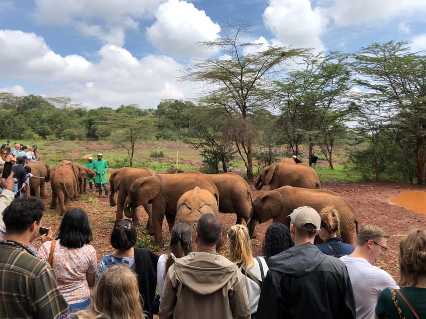 Giraffe center, David Sheldrick and Kobe Beads Tour | GetYourGuide