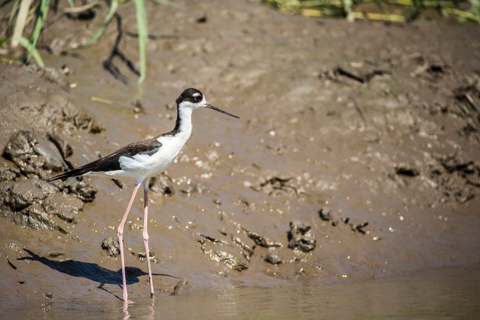 From Guanacaste: Tempisque River Cruise with Fruit Platter | GetYourGuide